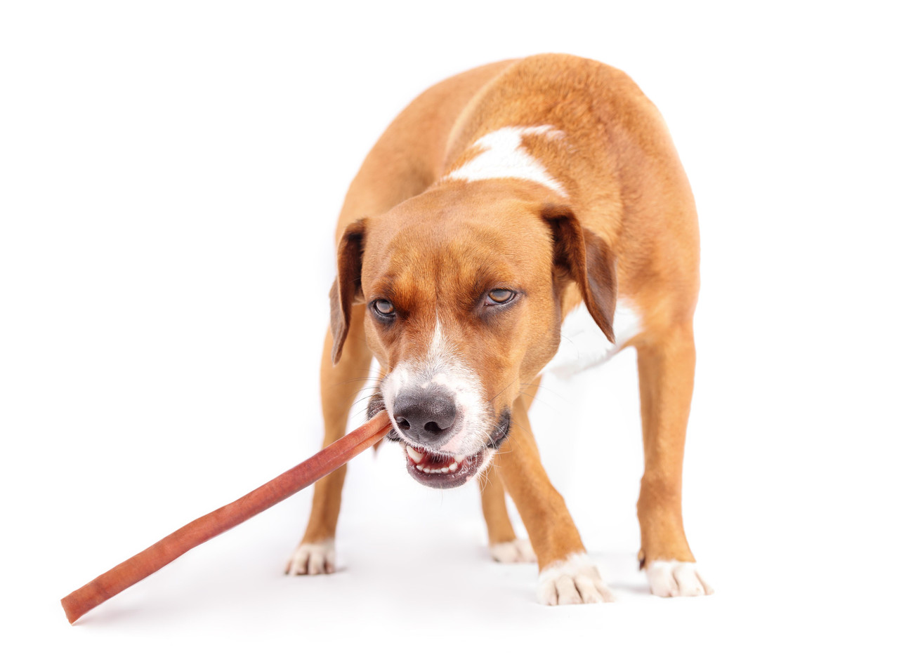 Safe bully sticks for dogs - Bully Sticks Direct