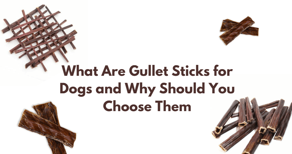 What Are Gullet Sticks for Dogs and Why Should You Choose Them? - Bully ...