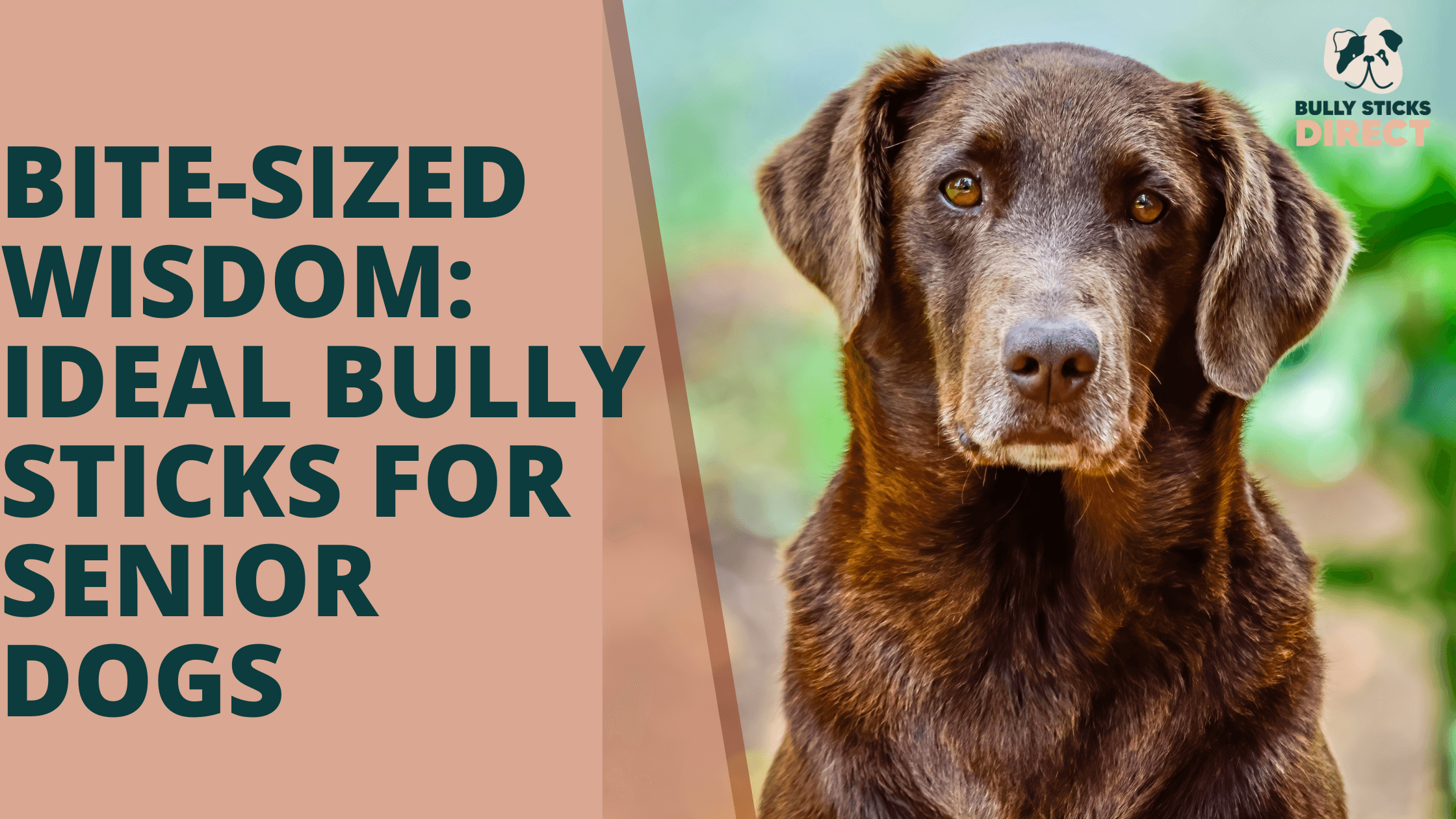 Bite-Sized Wisdom: Ideal Bully Sticks for Senior Dogs - Bully Sticks Direct