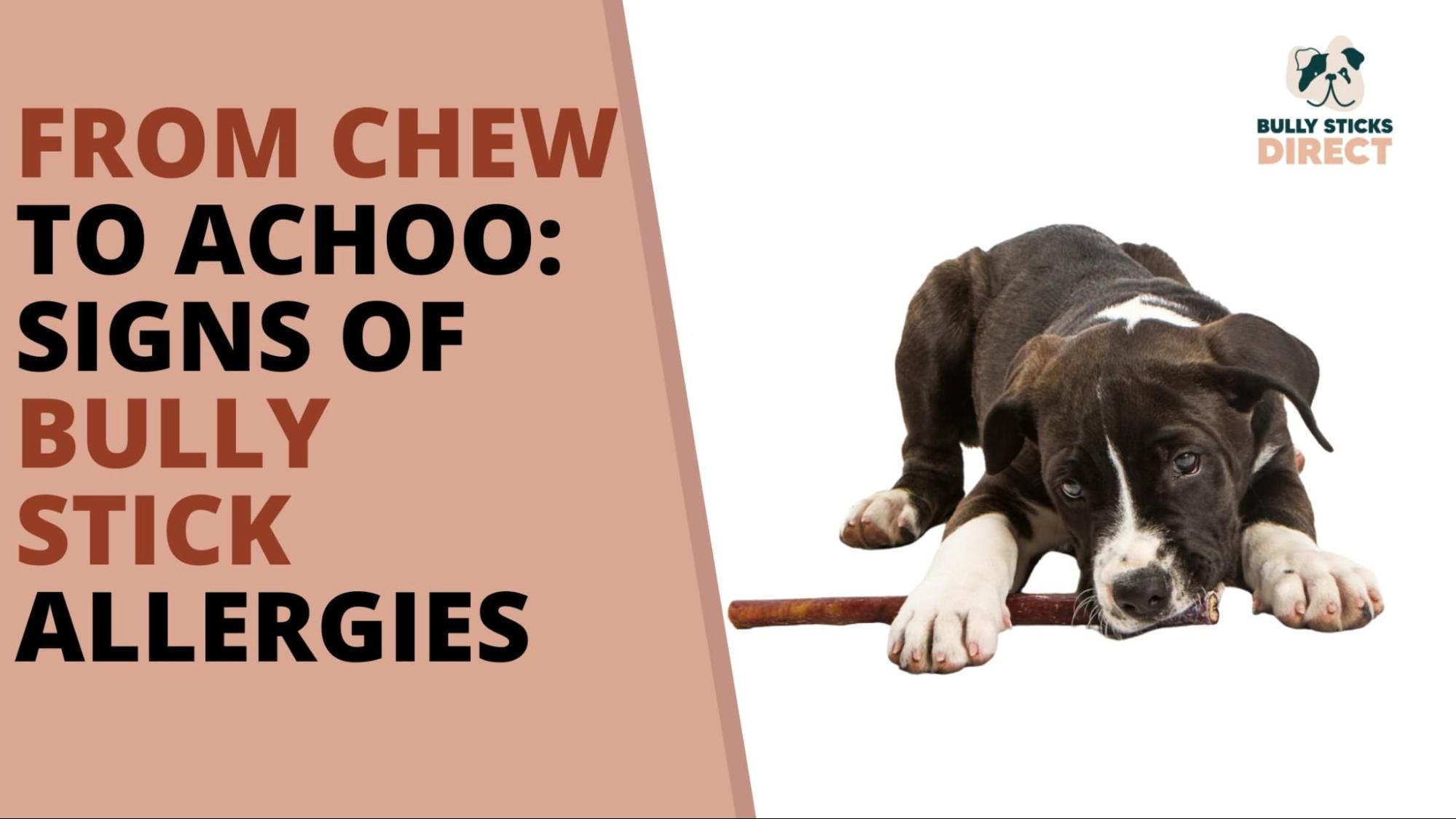 From Chew to Achoo: Signs of Bully Stick Allergies - Bully Sticks Direct