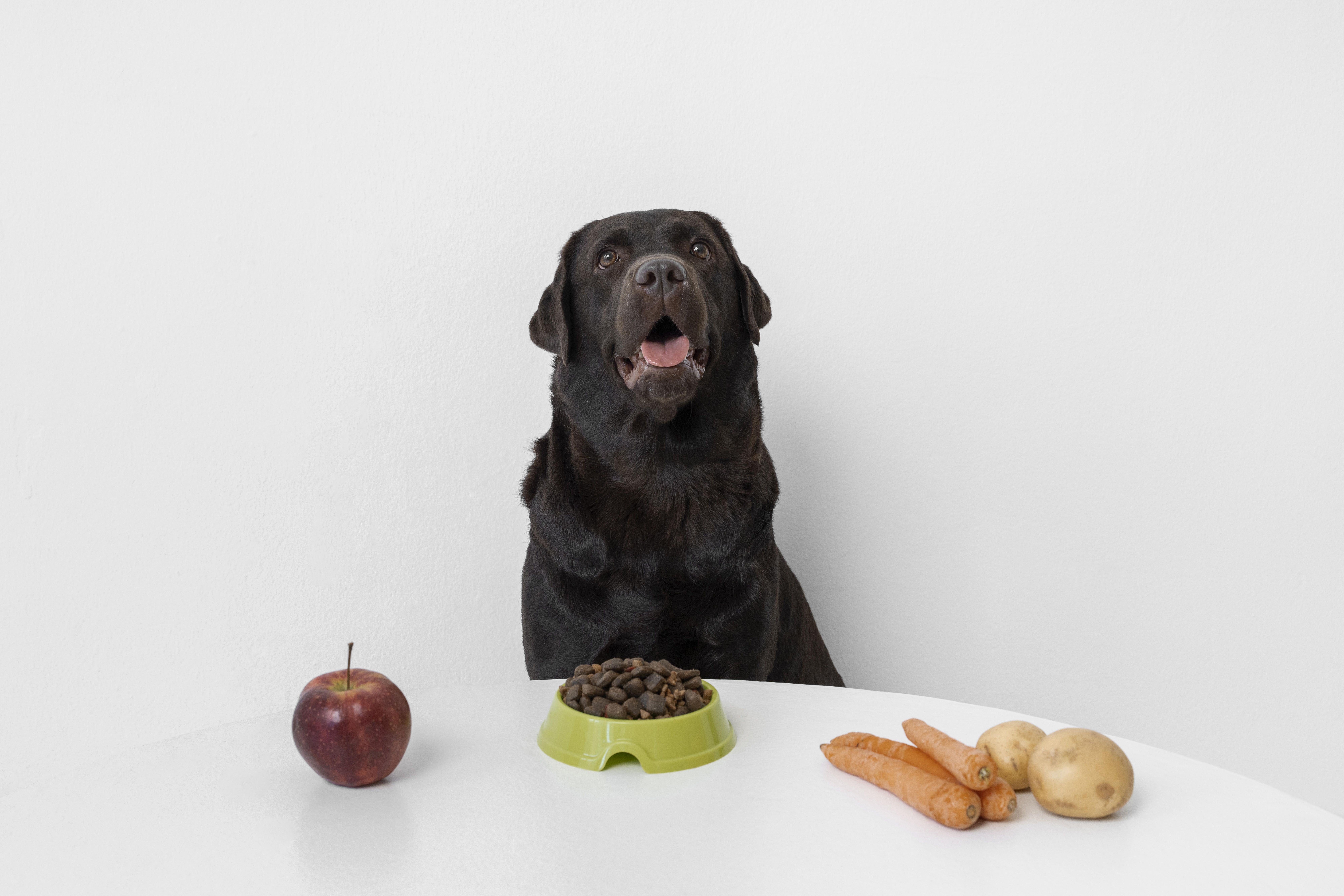 Table Scraps Can be Deadly: Human Foods to Avoid Feeding Your Furry ...
