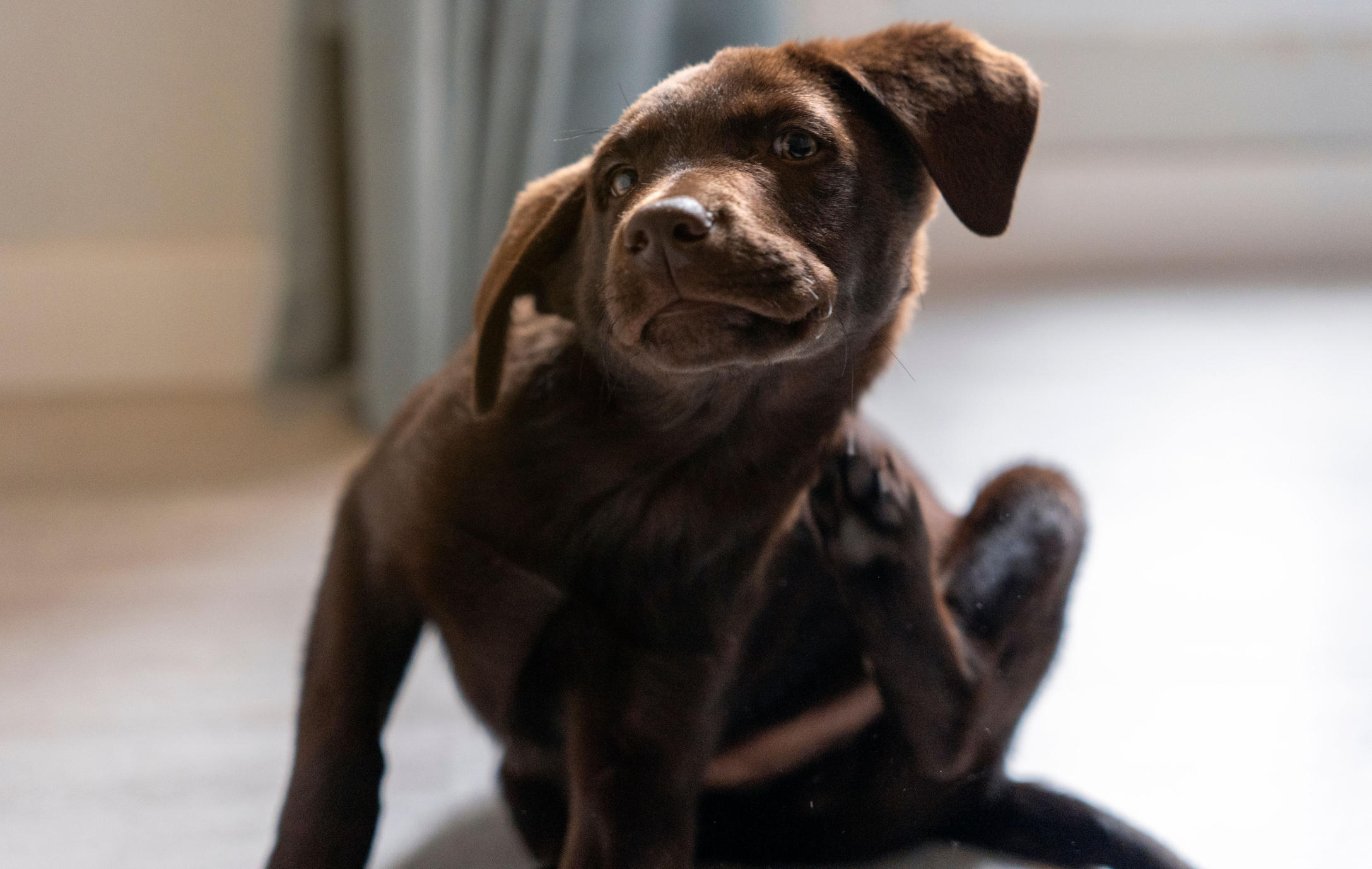 Novel Protein Dog Treats & Chews [2026] — The Complete Guide for Dogs ...