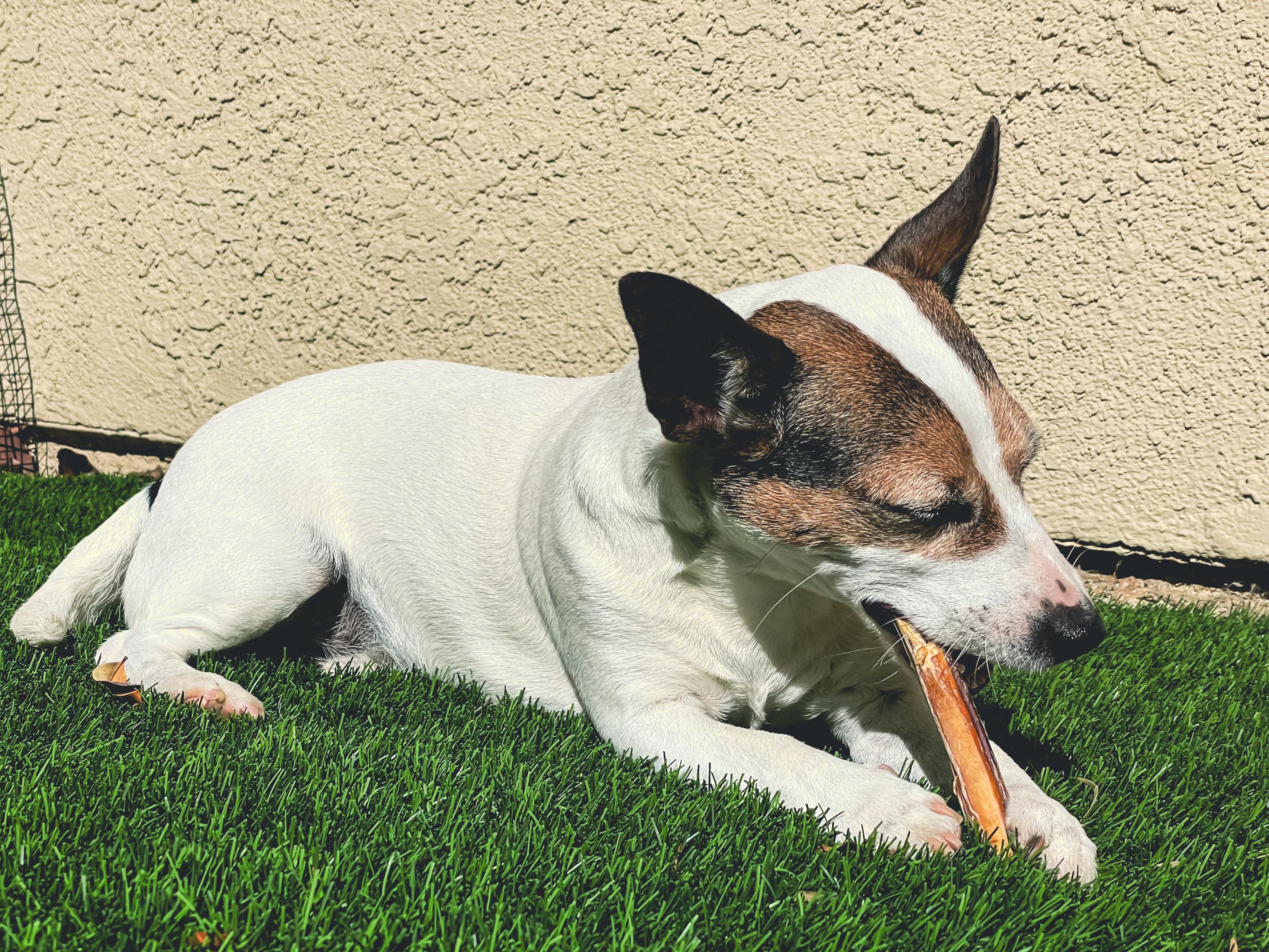 Do Dogs Choke on Bully Sticks? Essential Safety Tips for Pet Owners ...
