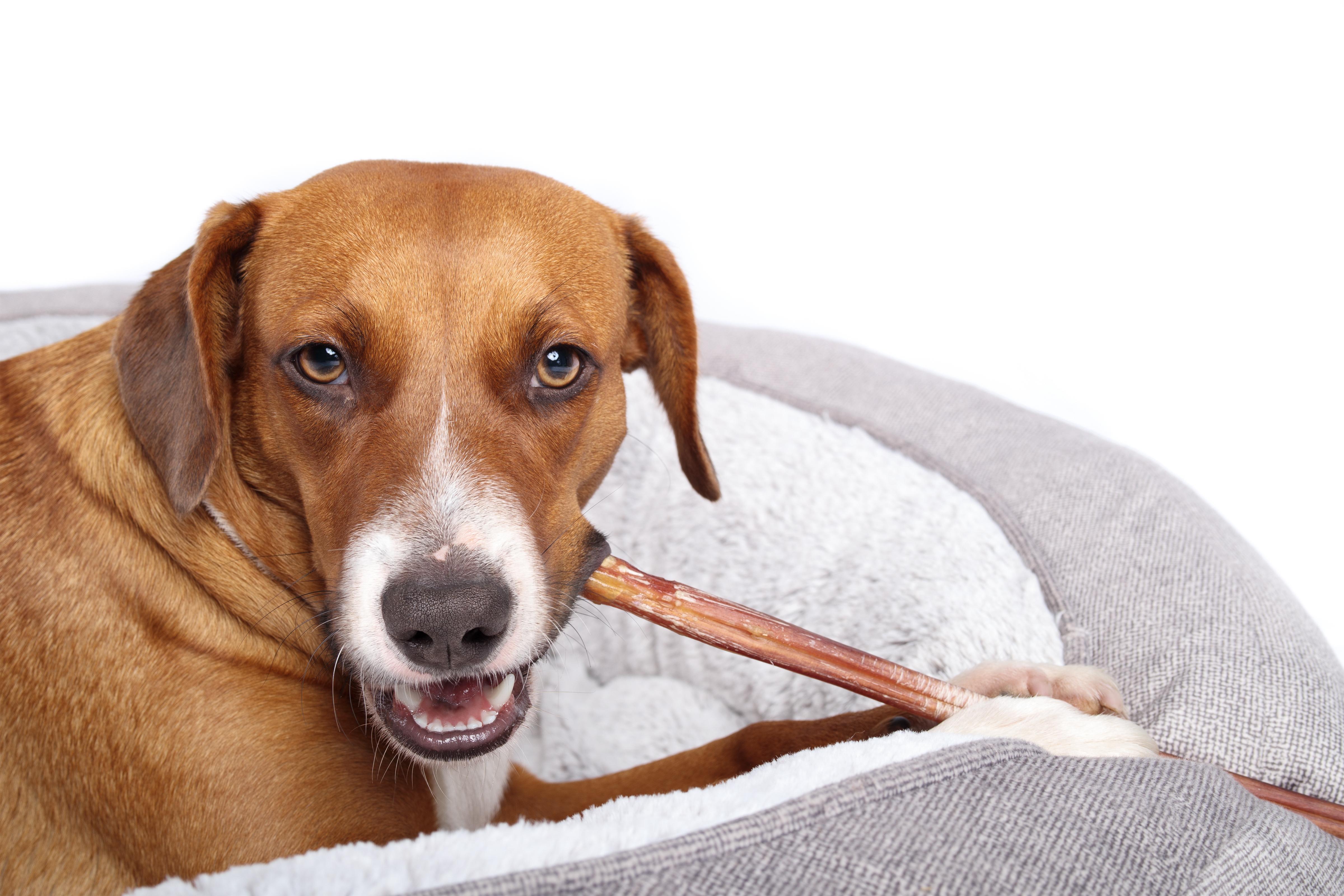 Are bully sticks too hard for dogs' teeth? - Bully Sticks Direct
