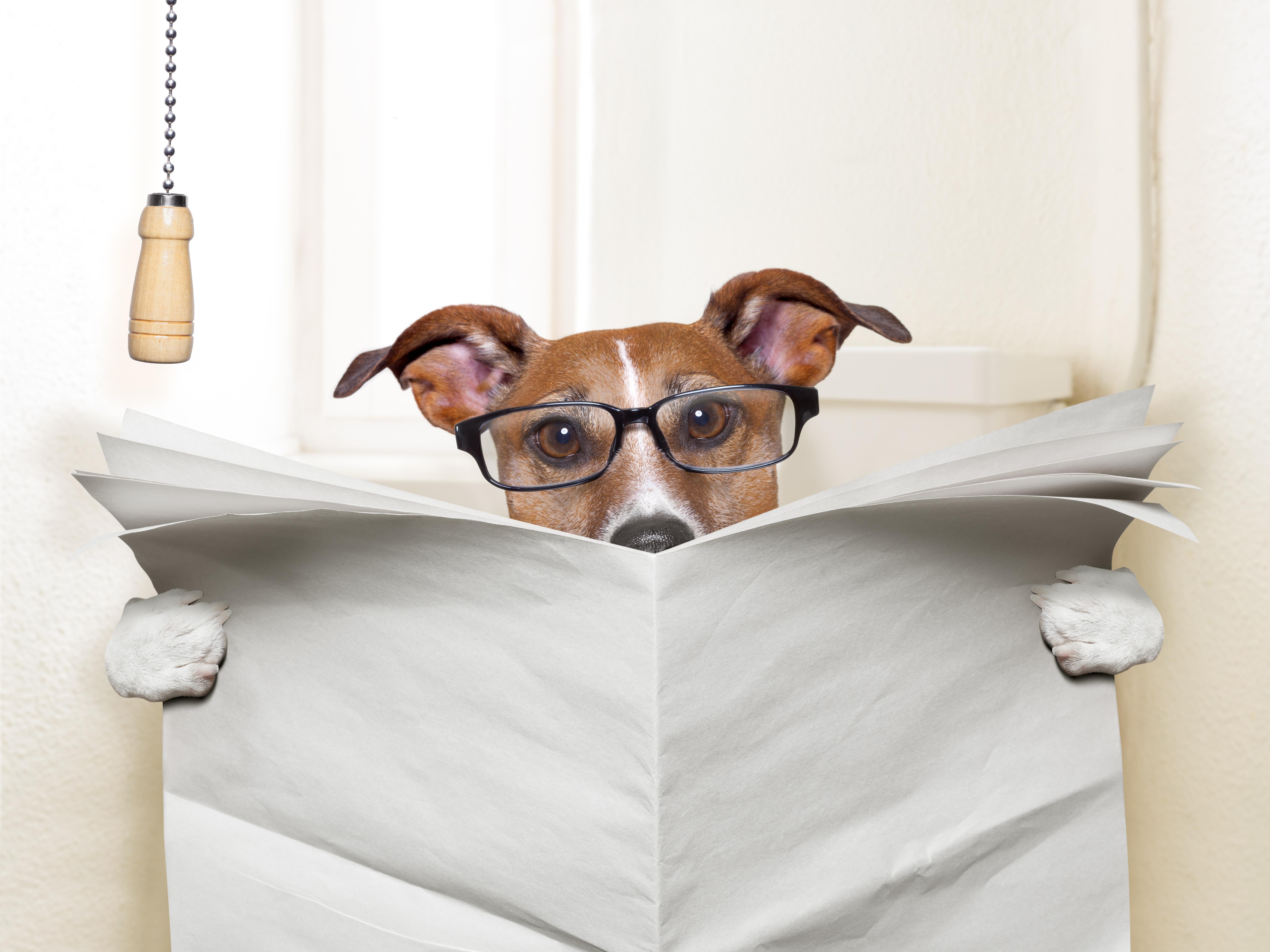 Do Bully Sticks Cause Diarrhea? Understanding the Risks and Benefits ...
