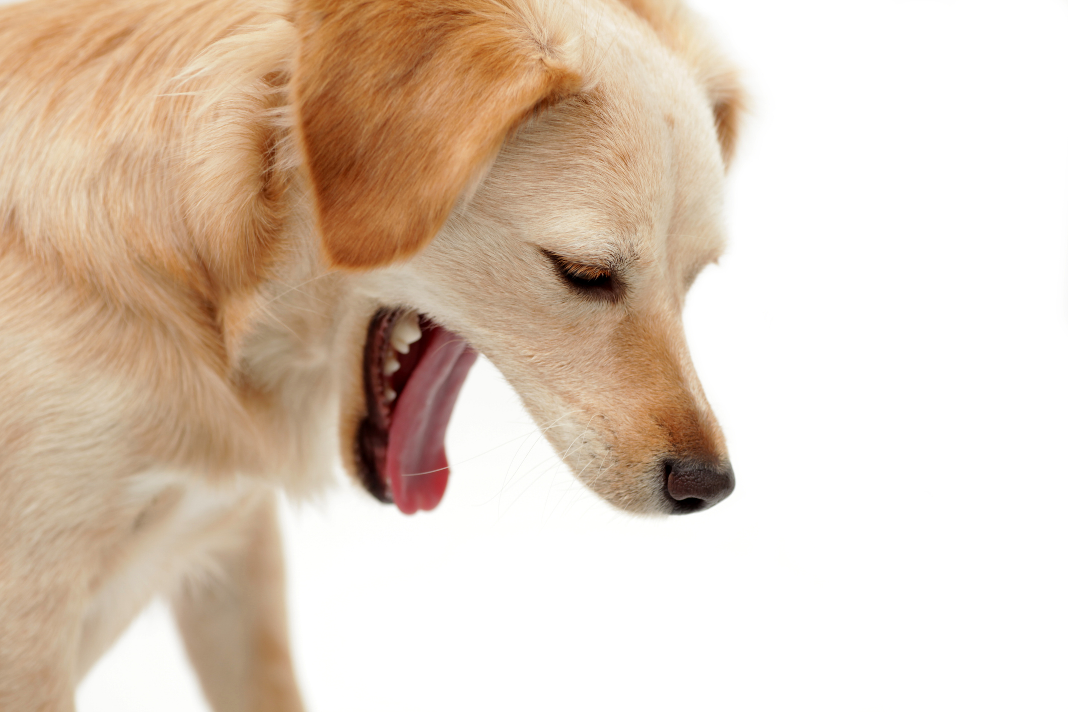 What to Do If Your Dog Threw Up a Bully Stick: Key Tips for Owners ...