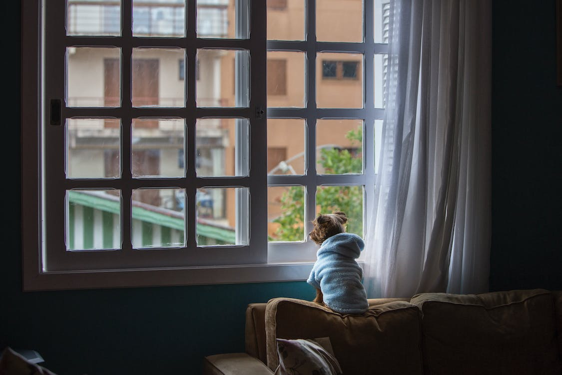 Navigating Canine Independence: A Guide to Leaving Your Dog Home Alone ...