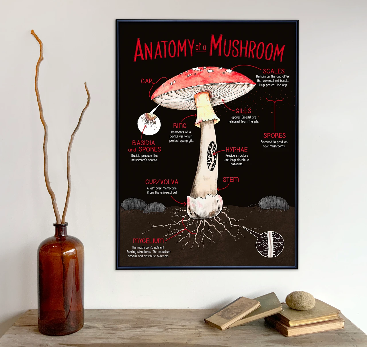 Illustrated Anatomy of a Mushroom Fine Art Print. - Echo-Lit