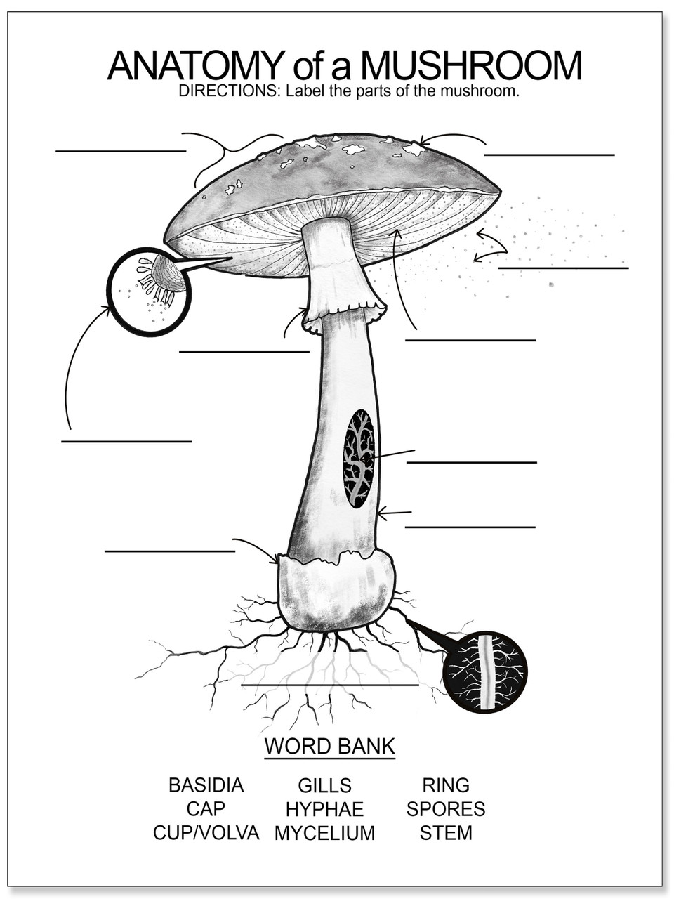 Illustrated Anatomy of a Mushroom Fine Art Print. - Echo-Lit