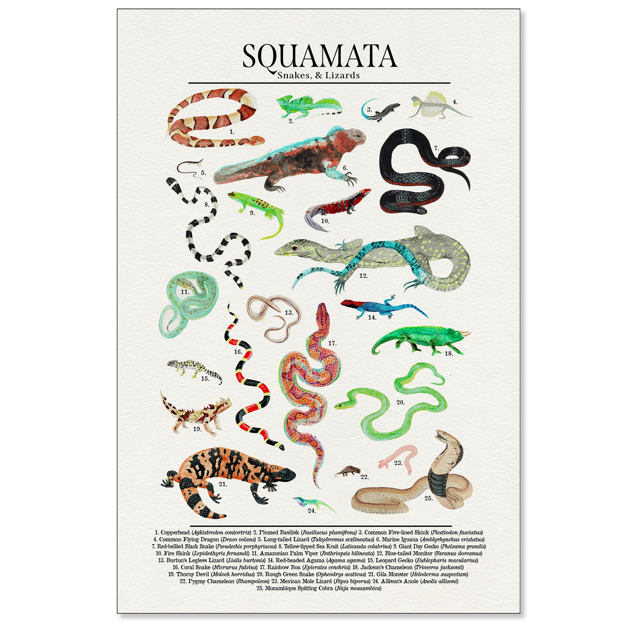 Order Squamata - Snakes, Lizards, and More - Science Classroom Poster ...