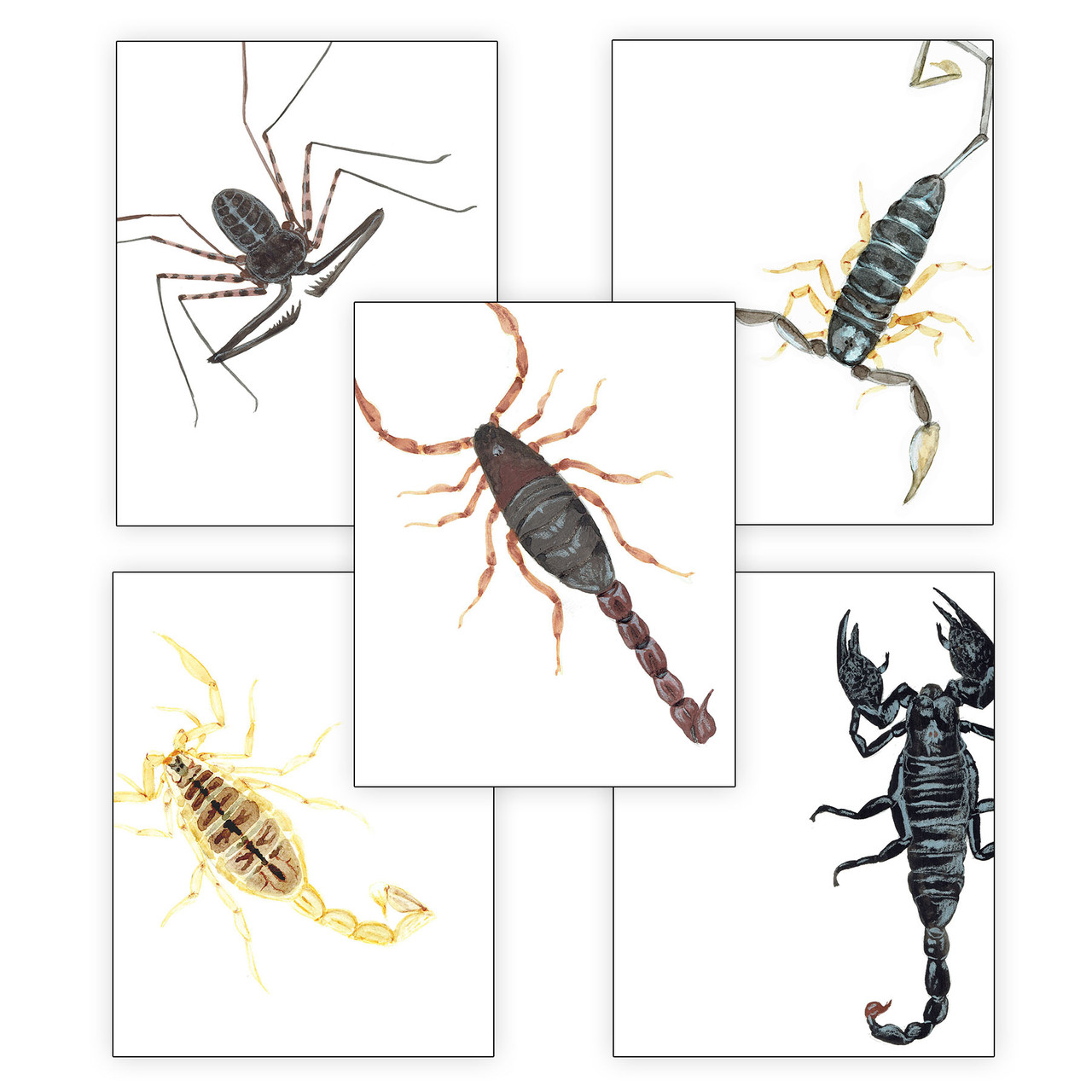 Scorpions Gallery Wall Elementary and Middle School Scientific ...