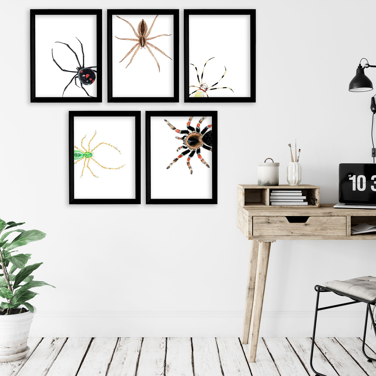 Spiders Gallery Wall Elementary and Middle School Scientific Classroom ...