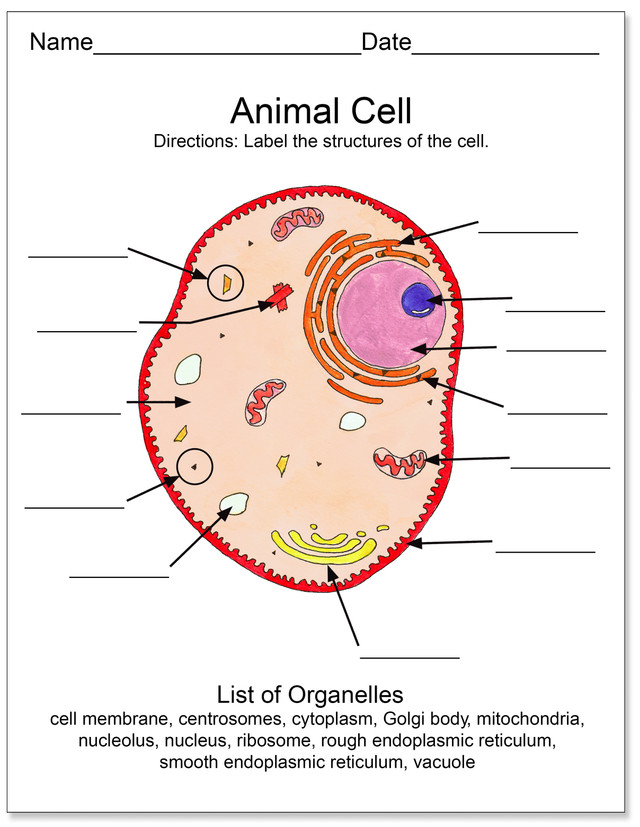 Animal Cell Structure Classroom Poster. Fine Art Paper, Laminated, or ...