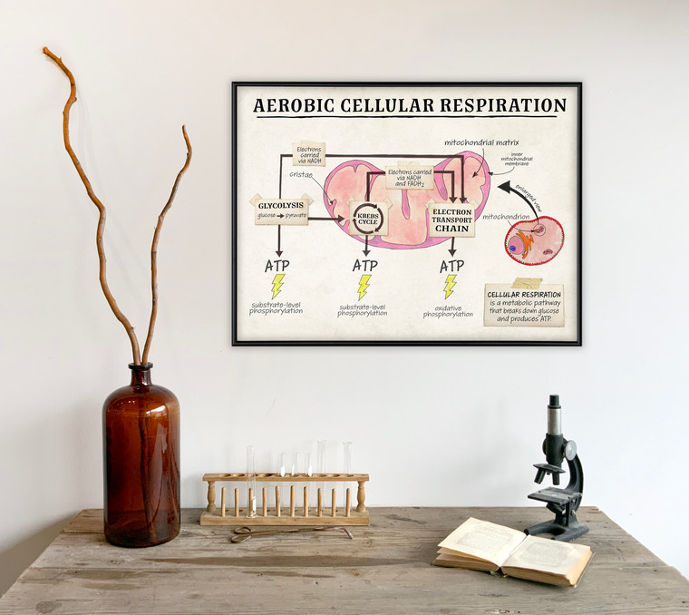 Aerobic Respiration Cellular Function Classroom Poster. - Echo-Lit