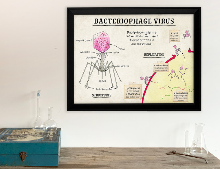Bacteriophage Virus Structure Classroom Poster. - Echo-Lit