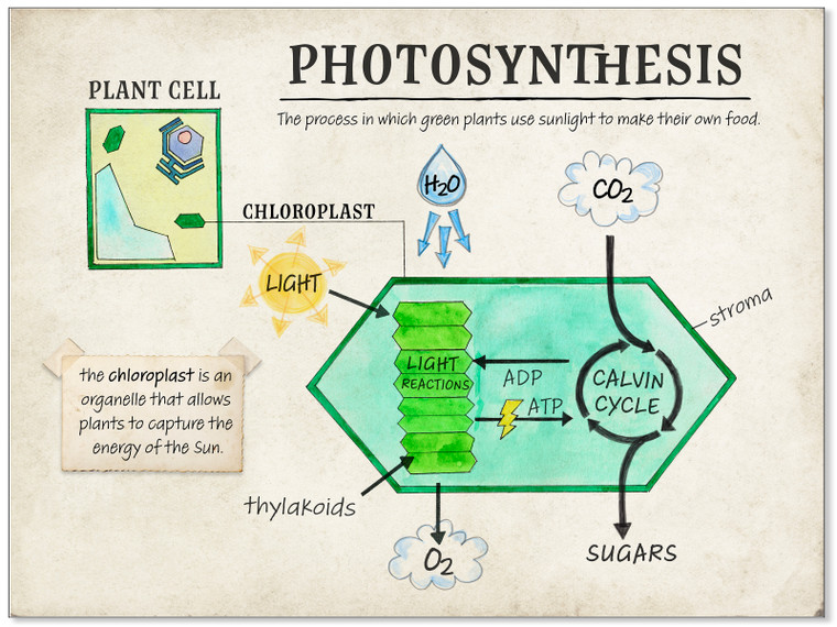 Photosynthesis Cellular Function Classroom Poster. - Echo-Lit