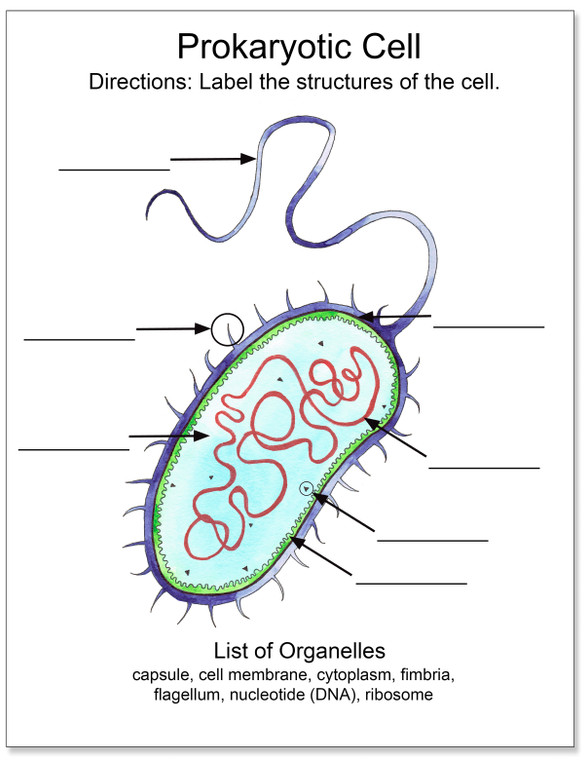 Prokaryotic Cell Cellular Structure Classroom Poster. - Echo-Lit
