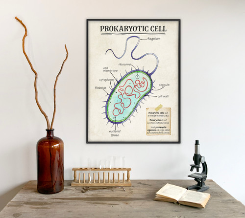 Prokaryotic Cell Cellular Structure Classroom Poster. - Echo-Lit