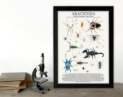 Class Arachnida - Spiders and More - Science Classroom Poster. - Echo-Lit