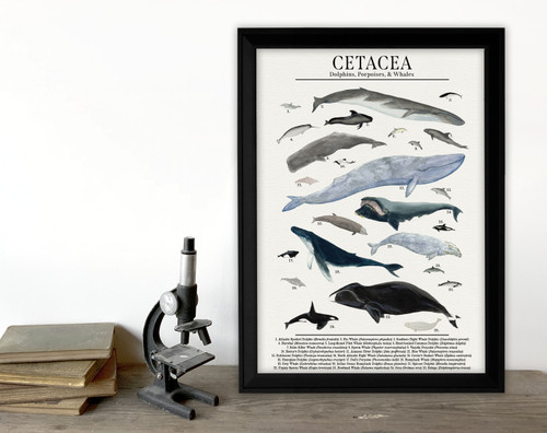 Order Cetacea - Whales, Dolphins and More - Science Classroom Poster ...