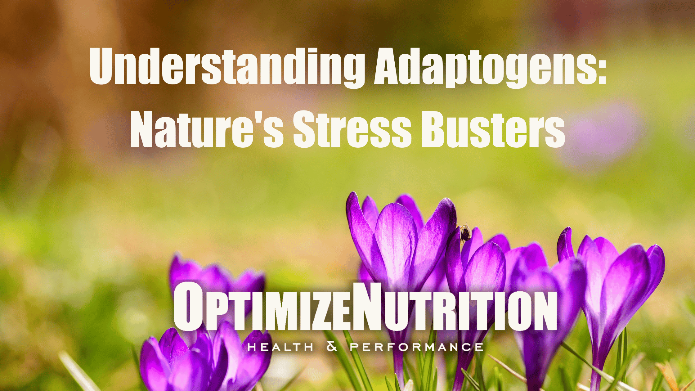 Understanding Adaptogens: Nature's Stress Busters - Optimize Nutrition