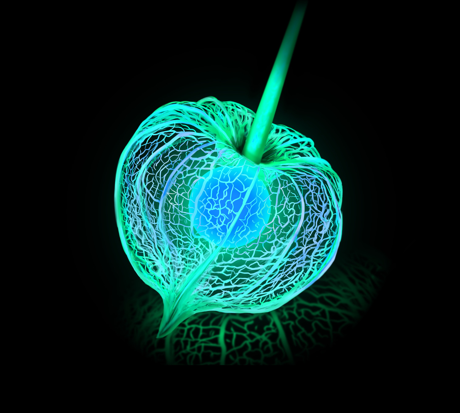Buy Digital drawing of a bladder cherry. Handmade Painting by JOSEPHINE ...