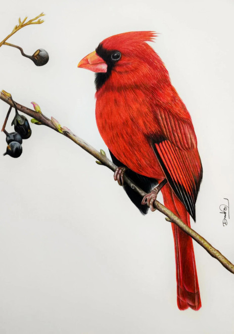 Buy Red Cardinal - Realism, Nature Painting Online | Fizdi