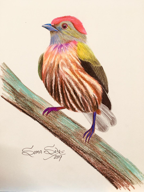 Buy Striped Manakin - Realistic, Naturalistic, Vibrant Painting Online ...