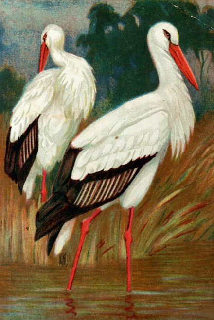 Buy Beautiful Storks - Nature, Realism Painting Online | Fizdi