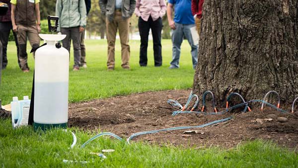 Oak Wilt Starter Kit - Rainbow Ecoscience