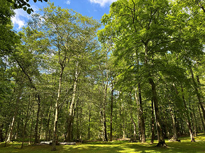 Rainbow Ecoscience announces Arbotect® 20-S as the leading solution for ...