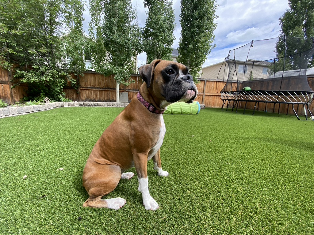 Creating the Ultimate Pet-Friendly Artificial Grass System: Beyond the ...