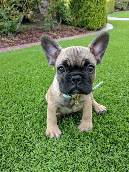 Smart Turf™ with Microban™: A Game-Changer for Canadian Landscapes ...