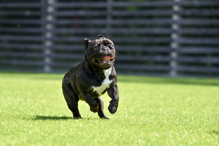 The Sniff Test: How Artificial Grass Helps with Odour Control - The ...