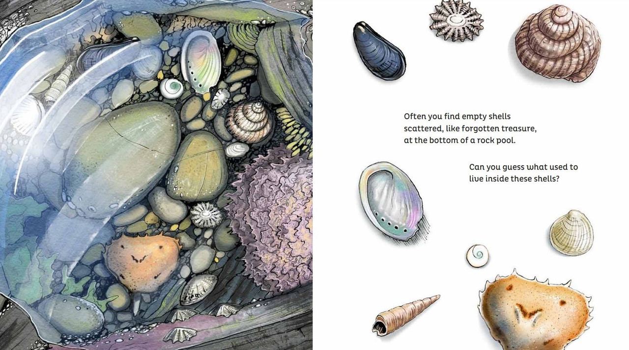 Rockpools - Every Educaid