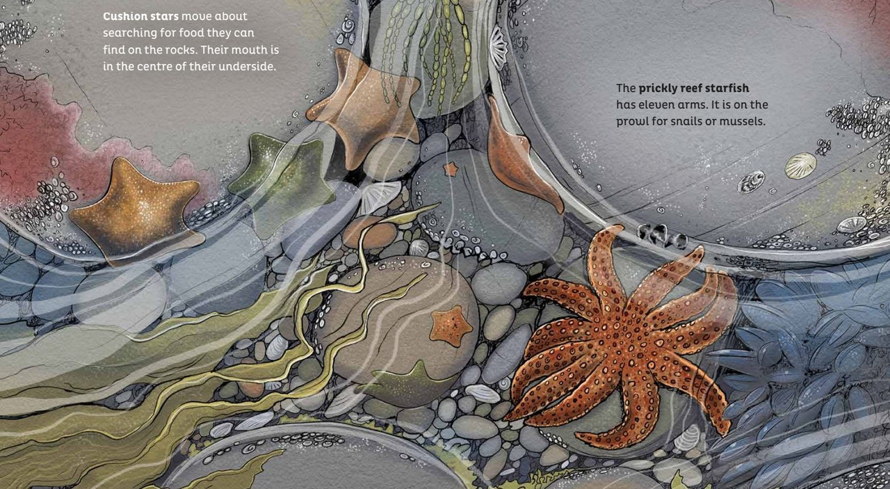 Rockpools - Every Educaid