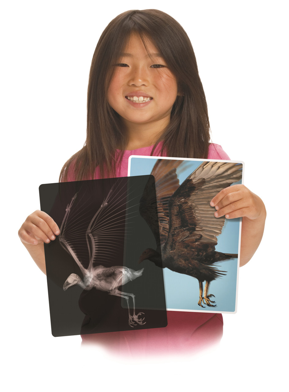 Animal X-Rays - Every Educaid