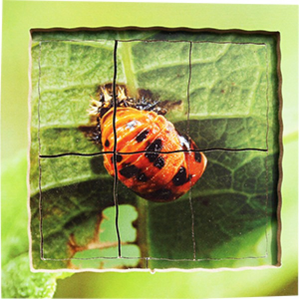 Ladybird Life Cycle Layered Puzzle - Every Educaid