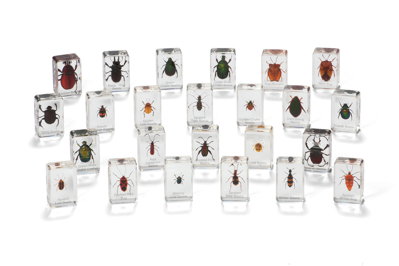Mini Beasts Beetles & Bugs Set - Every Educaid