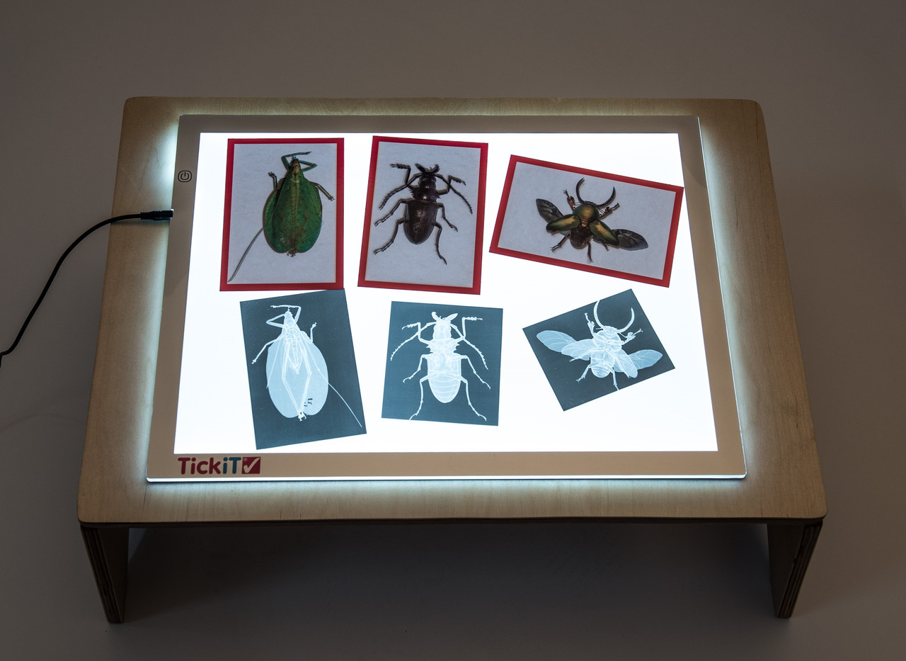 Insect X-Rays and Picture Cards - Every Educaid