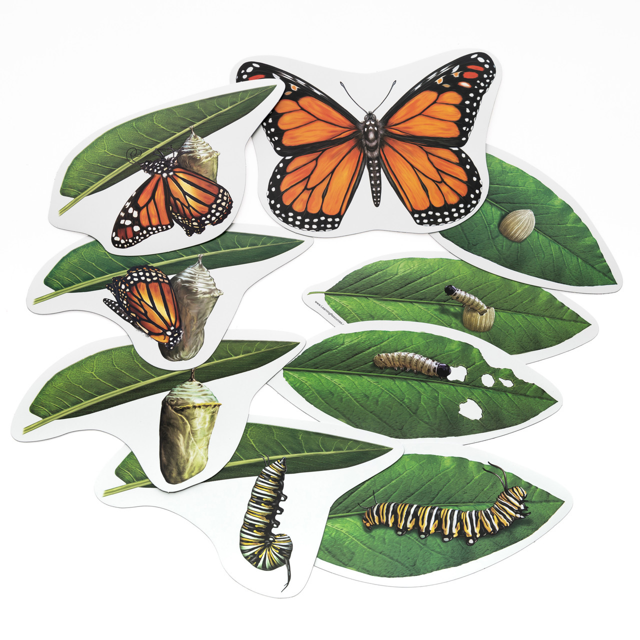 Giant Magnetic Butterfly Life Cycle - Every Educaid Giant Magnetic Butterfly Life Cycle - Every Educaid