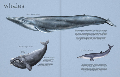 Animals of Aotearoa - Every Educaid
