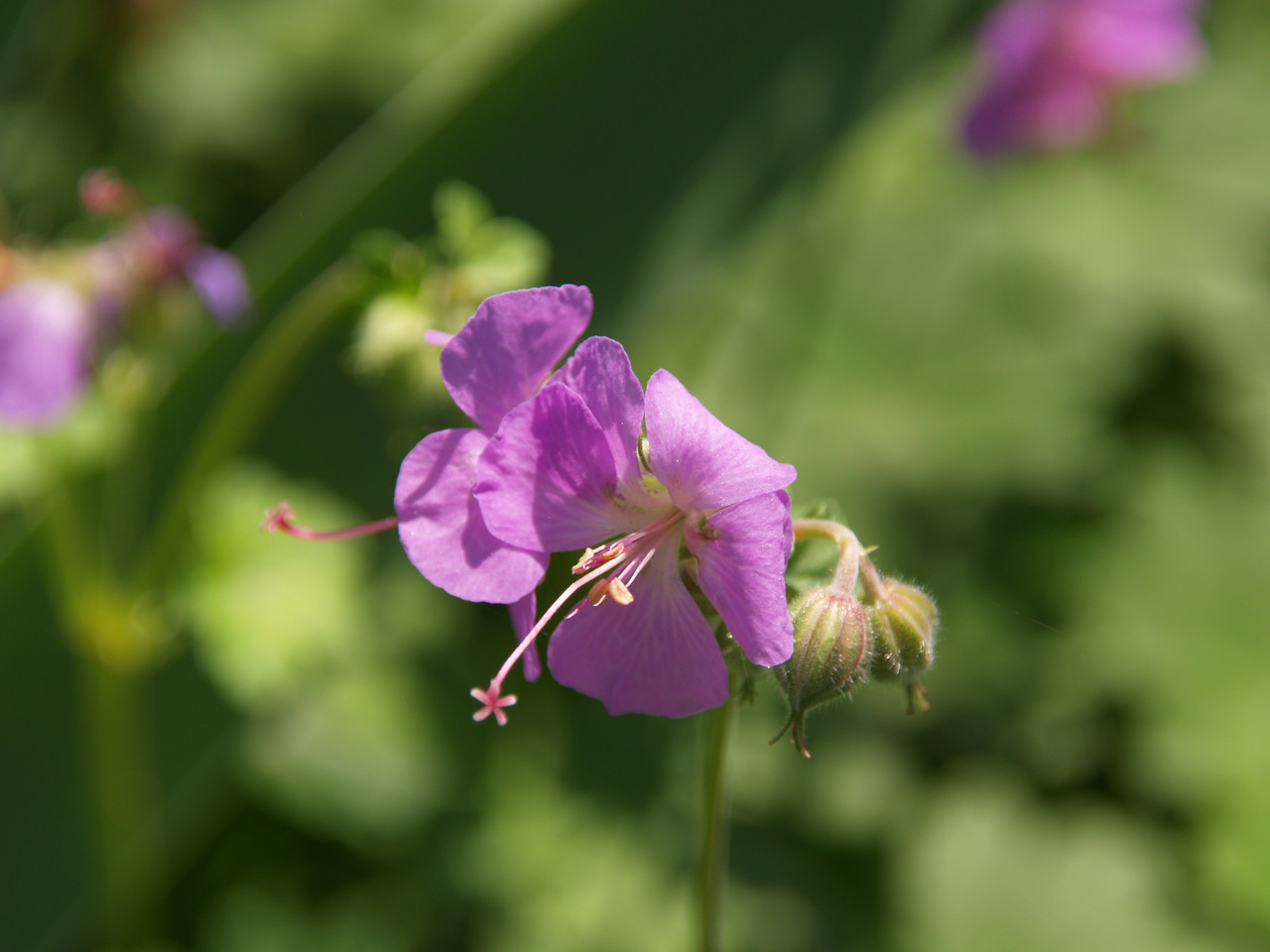 Calylophus drummondii (C. berlandieri) (Sundrops)