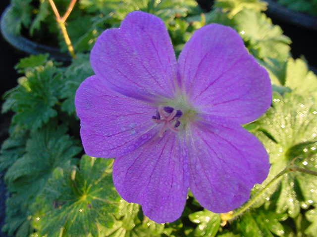 Geranium incanum (Trailing Geranium)