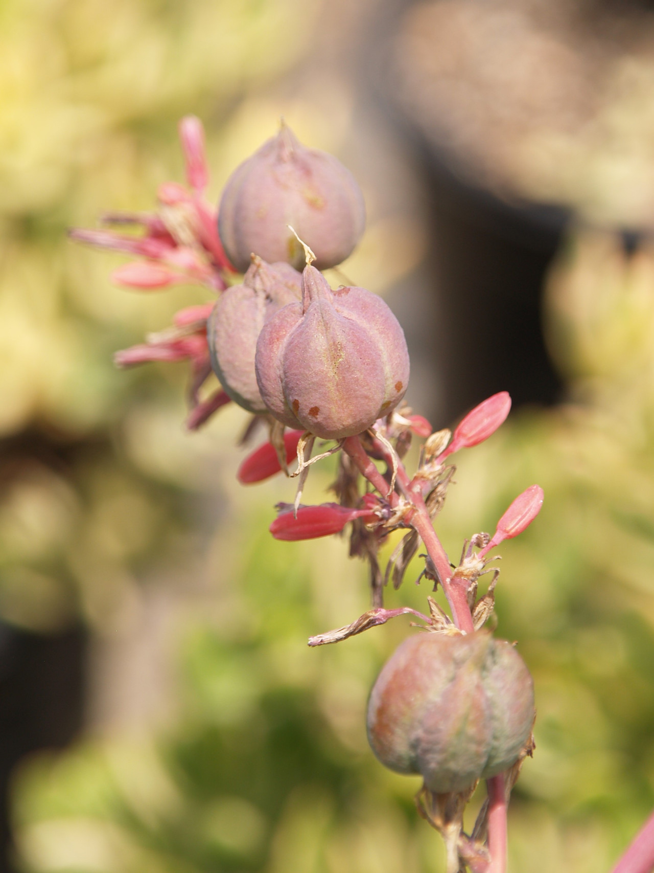 Hesperaloe parviflora (Red Yucca)