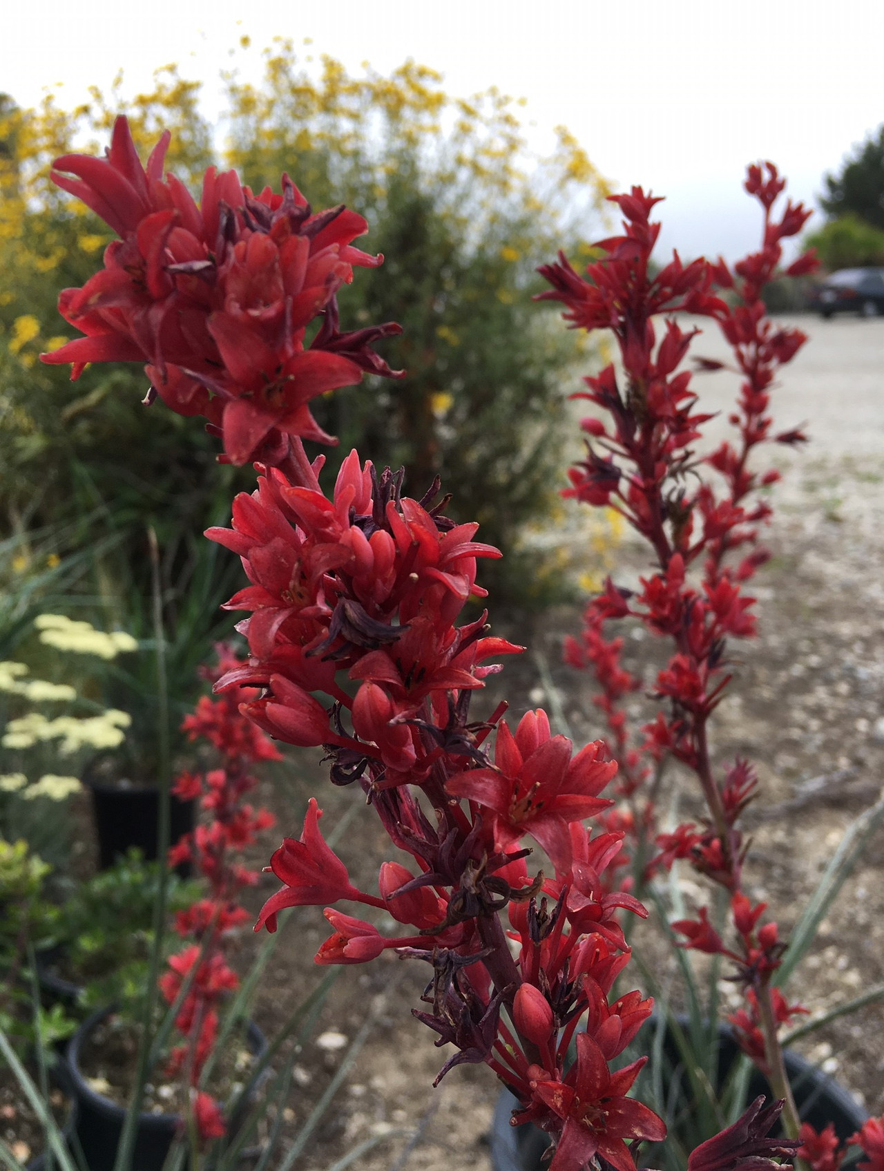 Hesperaloe parviflora 'Brakelights (PP21,729) (Red Yucca Selection)