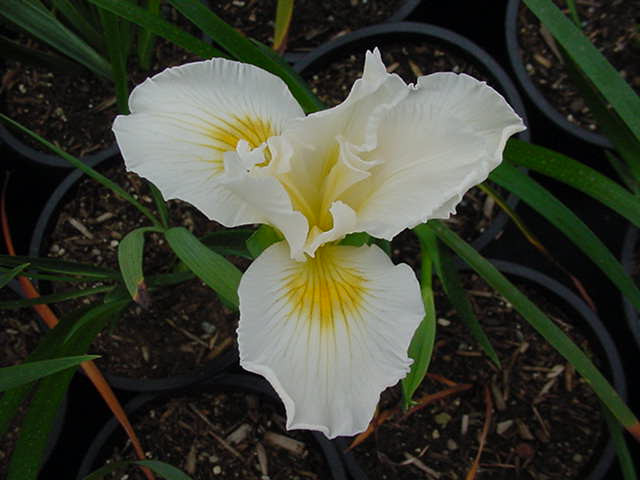 Iris 'Canyon Snow' (Iris Hybrid)