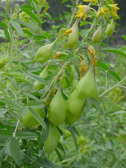 Isomeris arborea (Cleome isomeris) (Bladderpod)