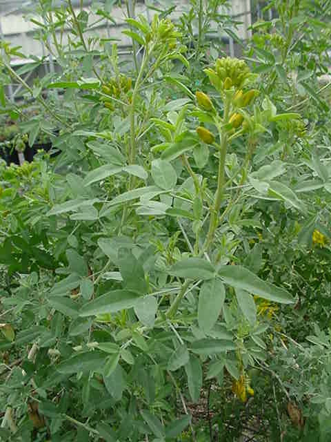 Isomeris arborea (Cleome isomeris) (Bladderpod)
