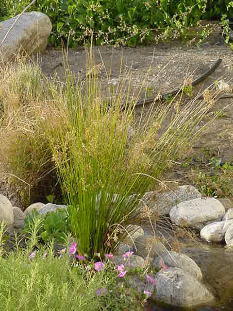 Juncus effusus (Soft Rush)